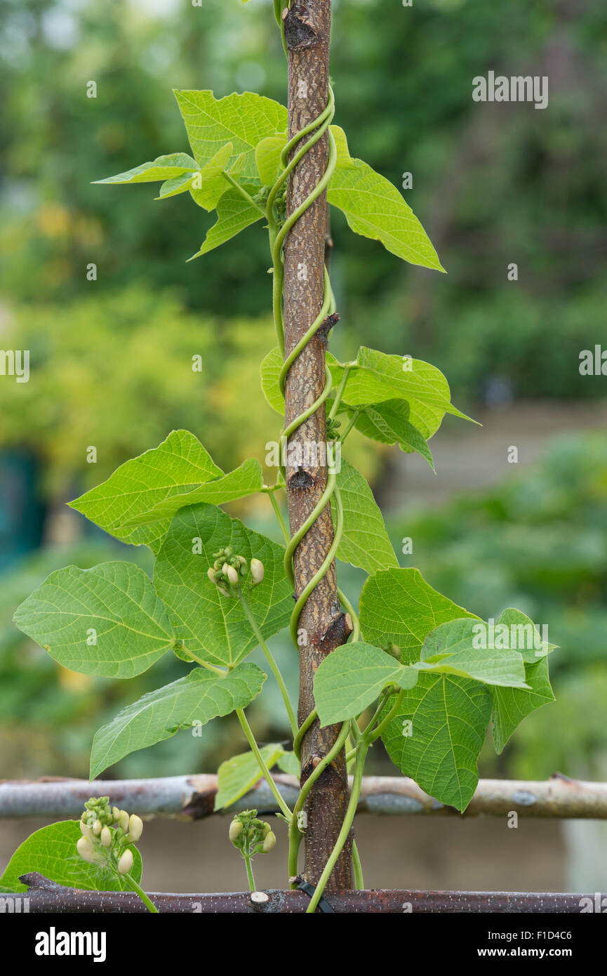 Moonlight runner bean hi-res stock photography and images - Alamy