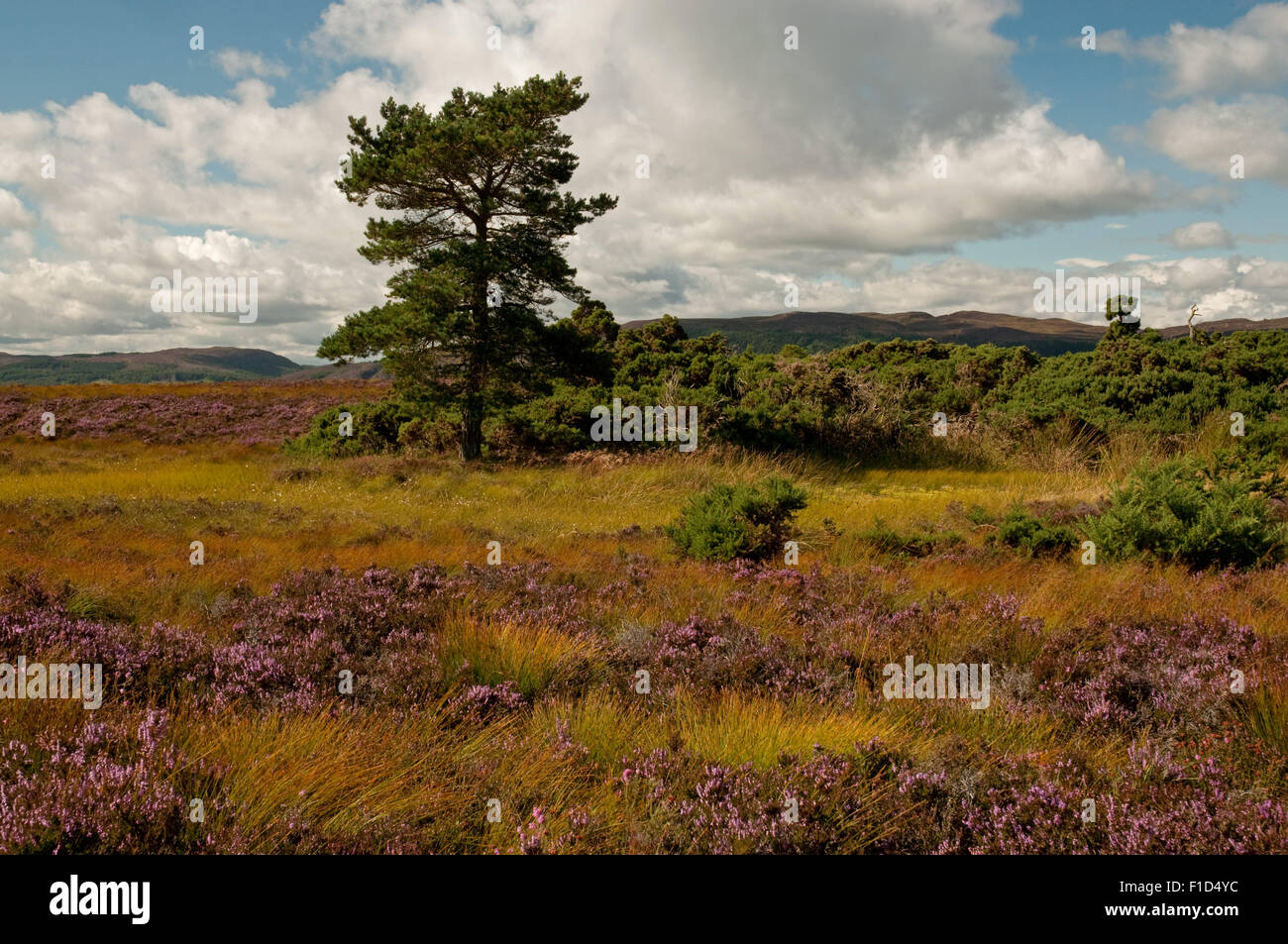 Scottish heather moor hi-res stock photography and images - Alamy