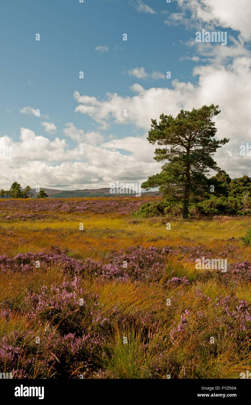Silver birch betula pendula and flowering heather calluna vulgaris hi ...