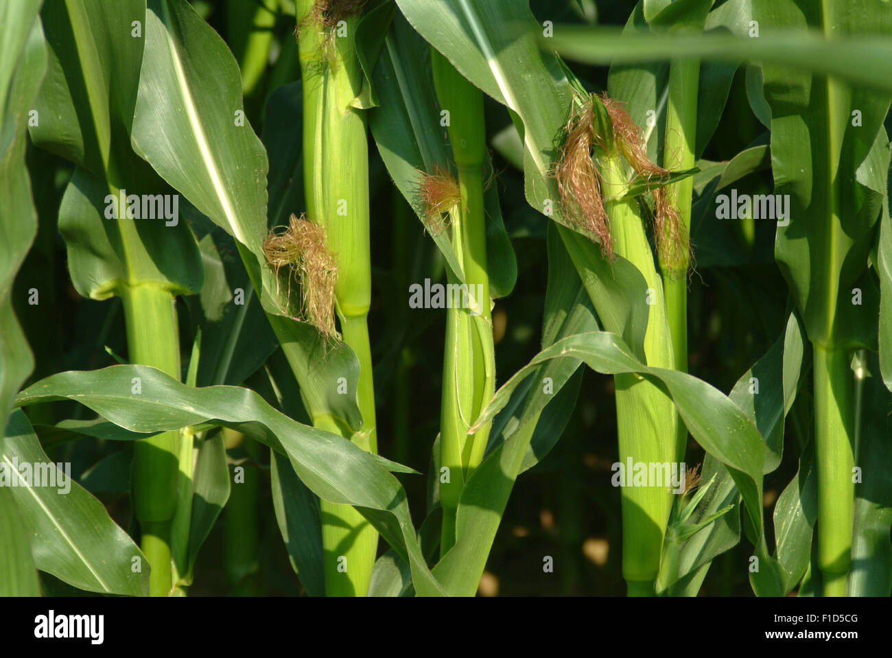 Blossoms in corn field hi-res stock photography and images - Alamy