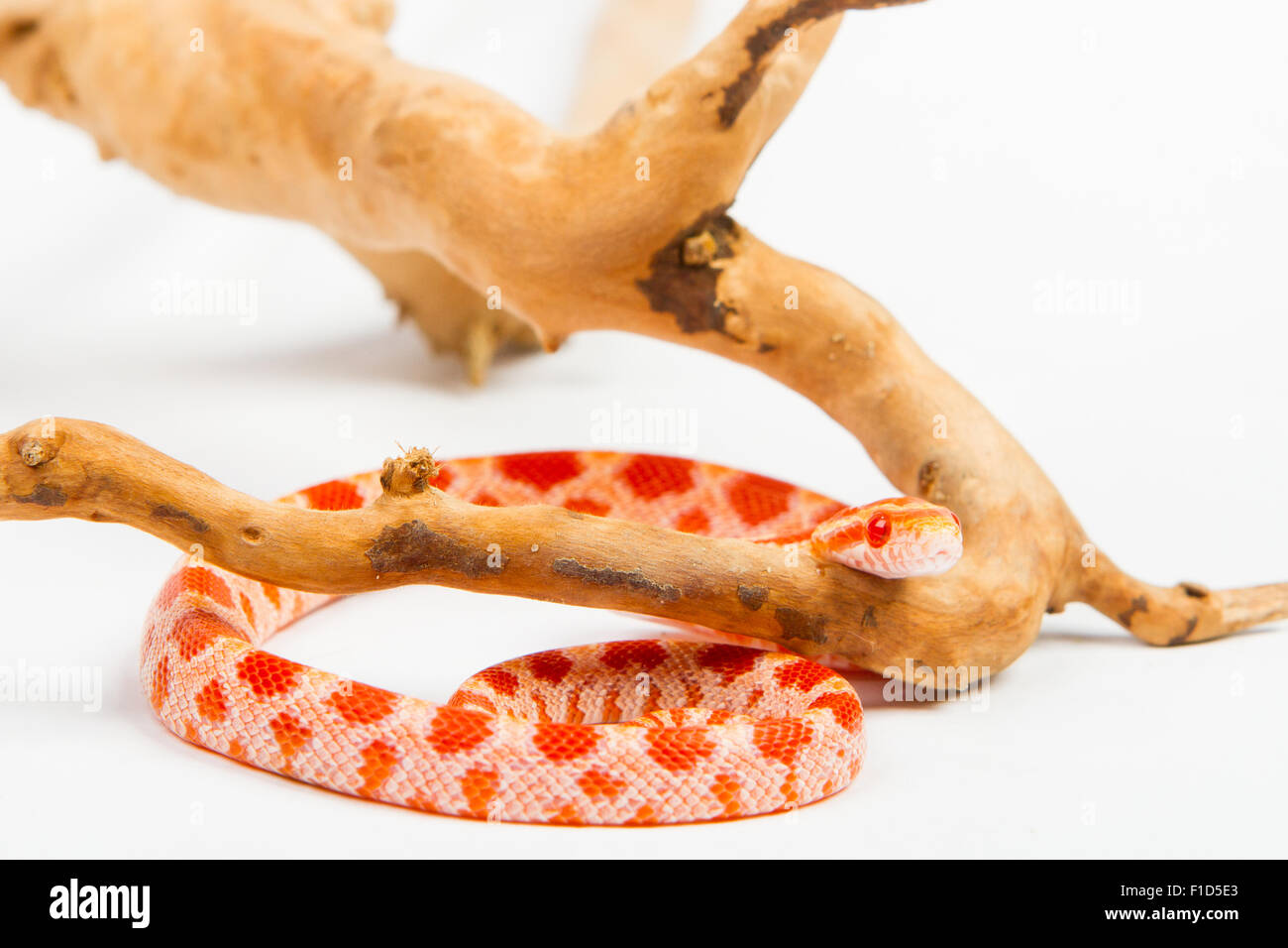 snake.elaphe guttata.young boa constrictor on a white background Stock ...