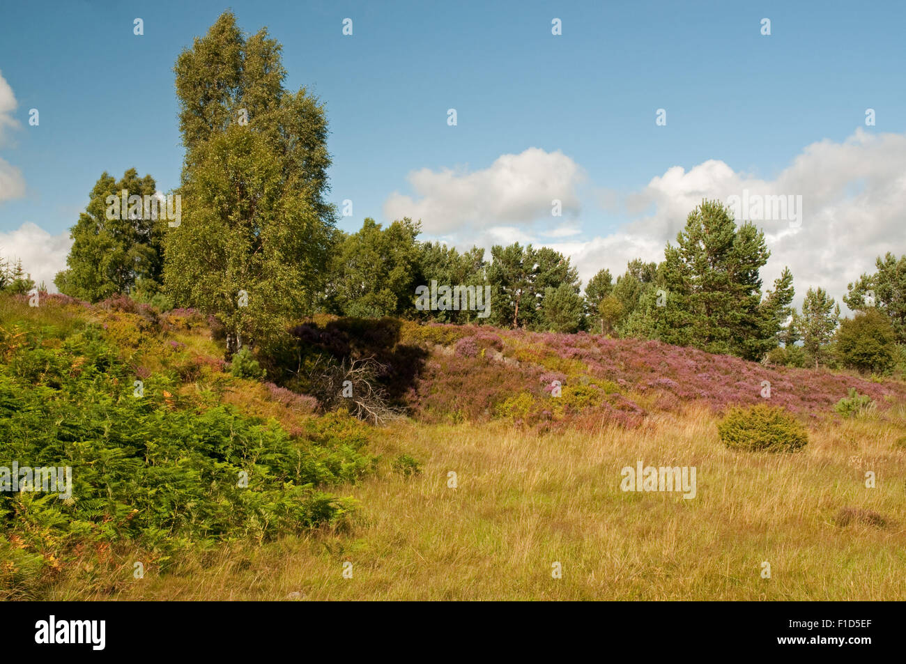 Heather out in flower on Drumashie Moor Stock Photo - Alamy
