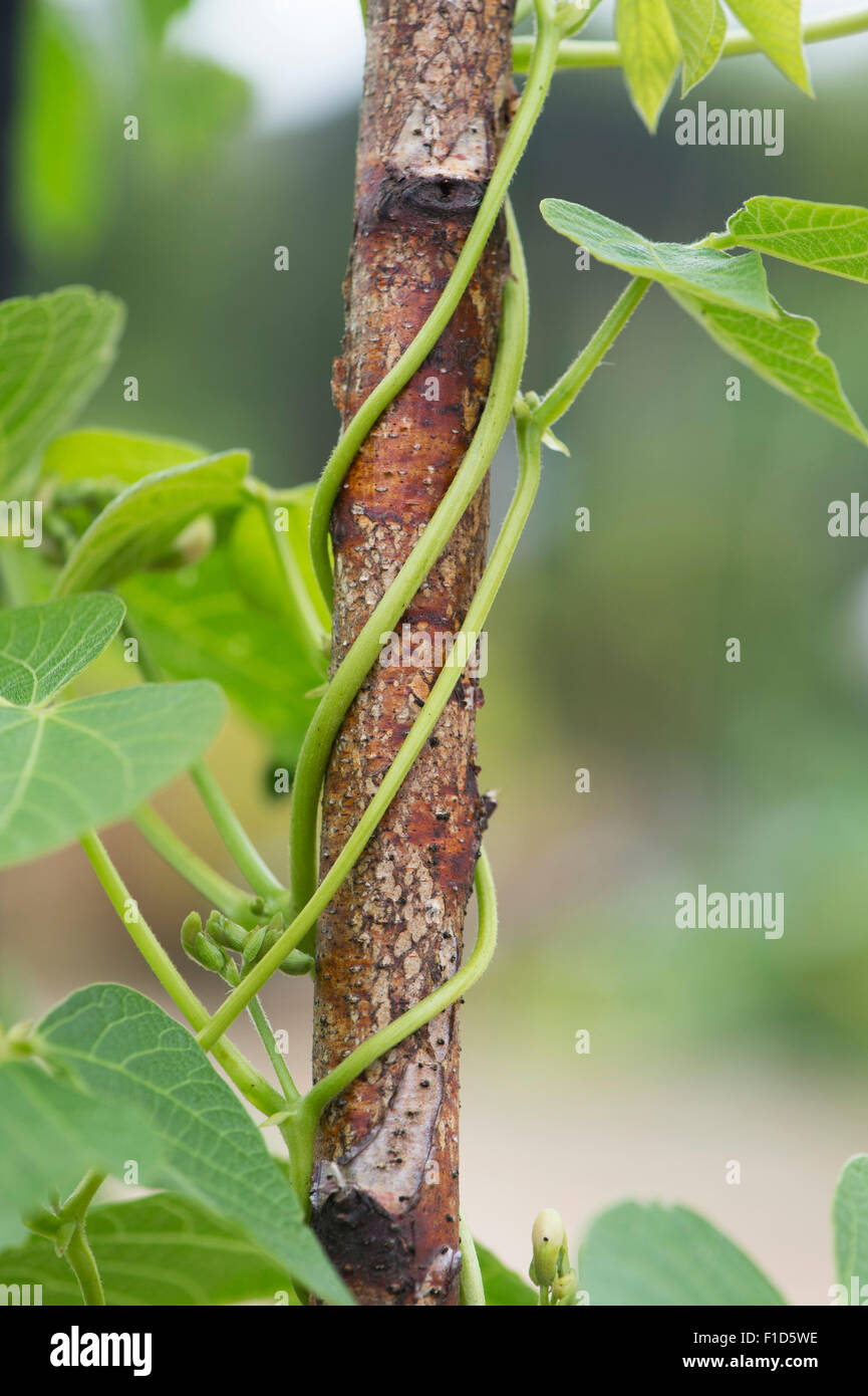 Moonlight runner bean hi-res stock photography and images - Alamy