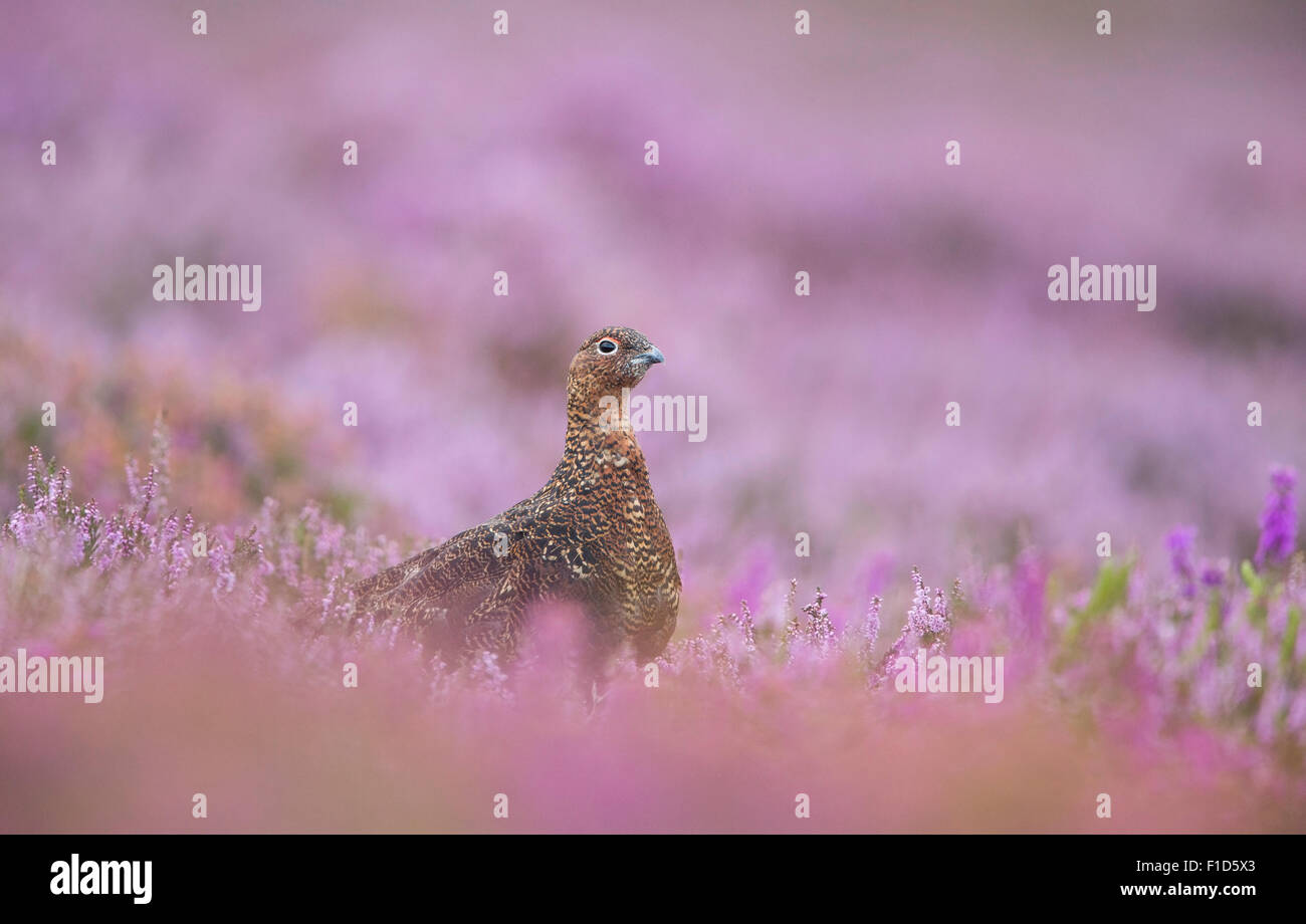 Red Grouse Amongst Heather In Bloom During August On The Yorkshire ...