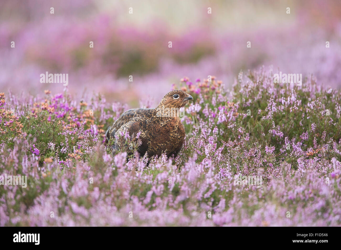 Young Red Grouse Amongst Heather On The Yorkshire Moors Stock Photo - Alamy