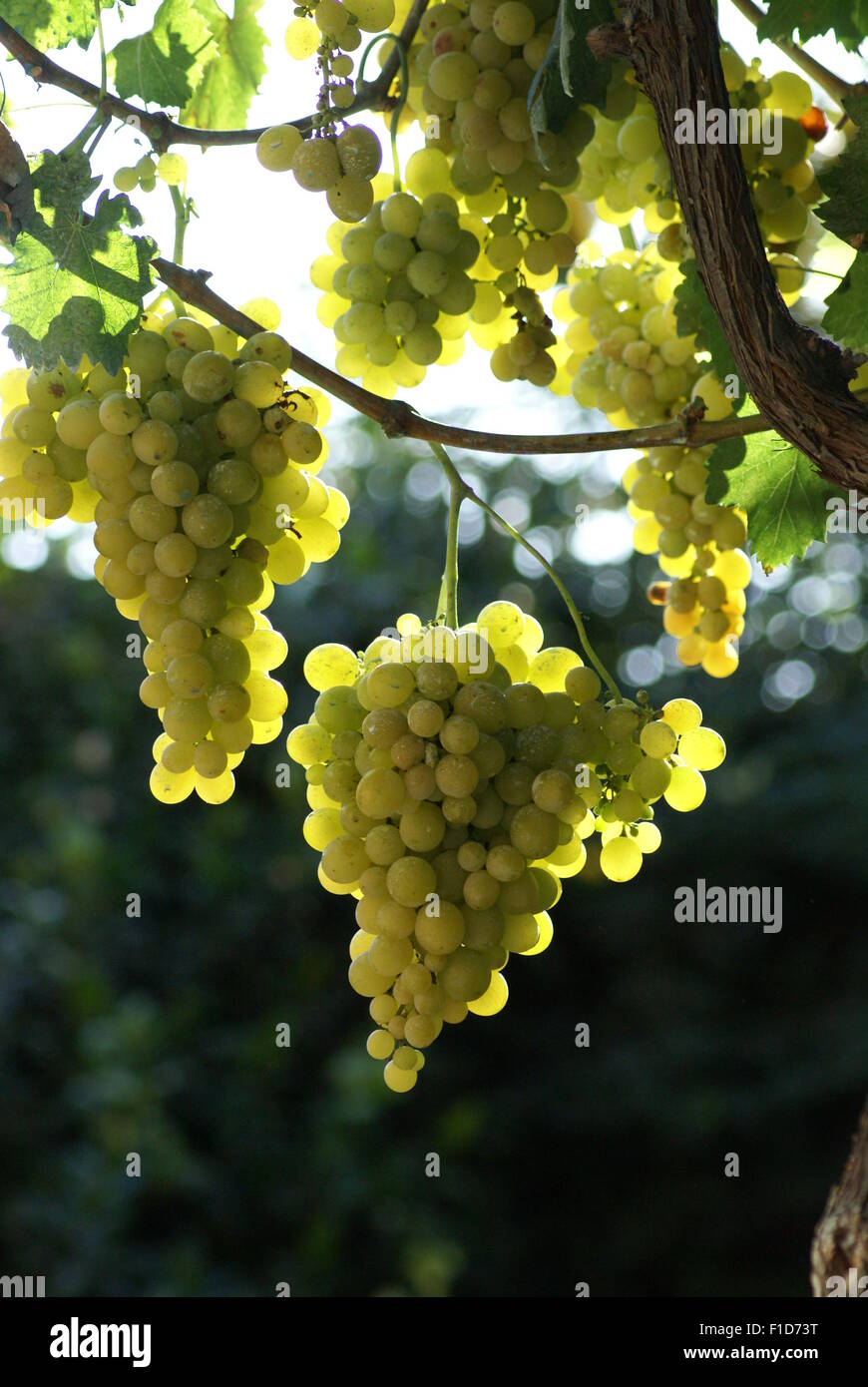 Organic white grapes Stock Photo - Alamy