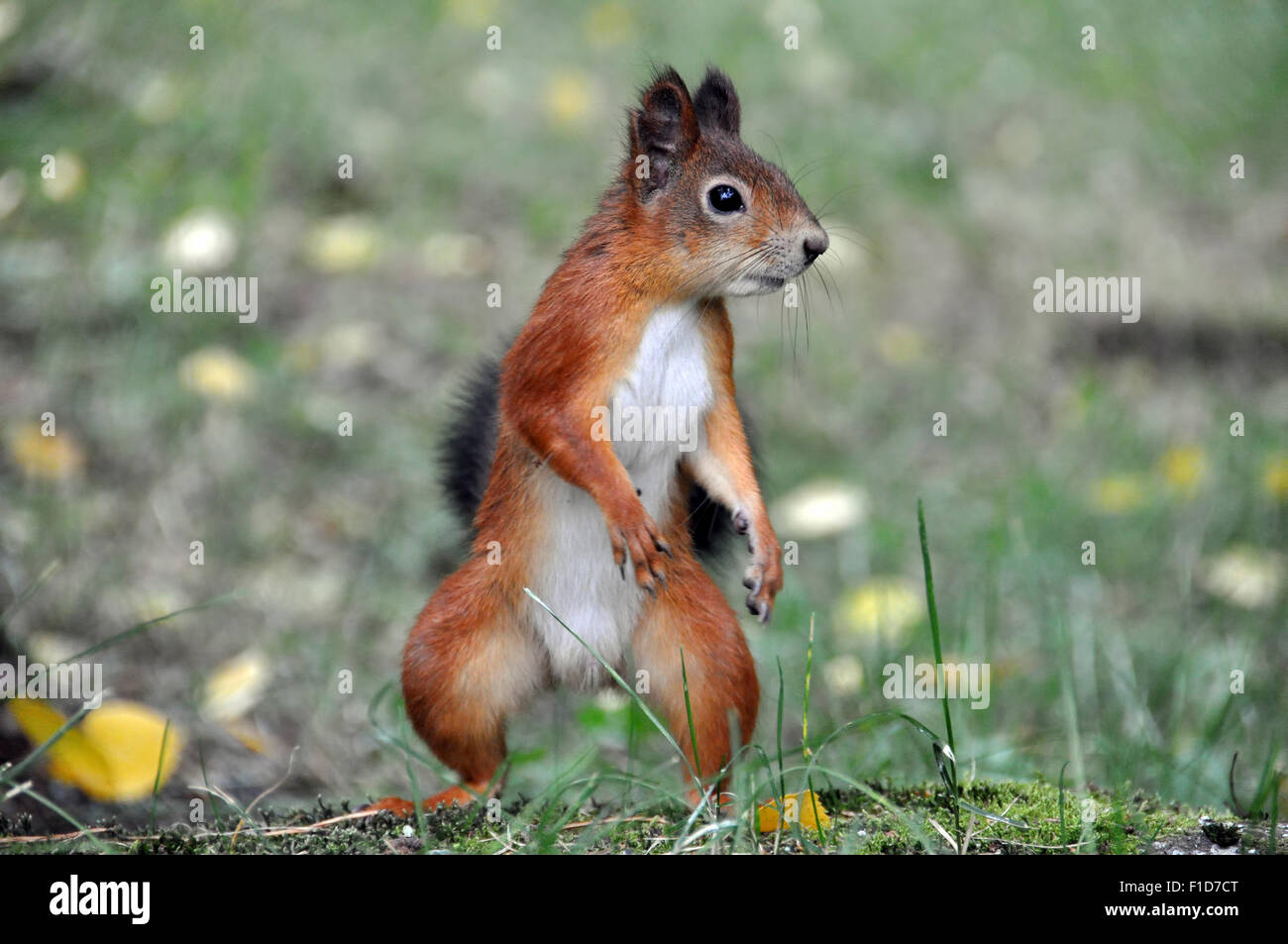 Ninja animal hi-res stock photography and images - Alamy