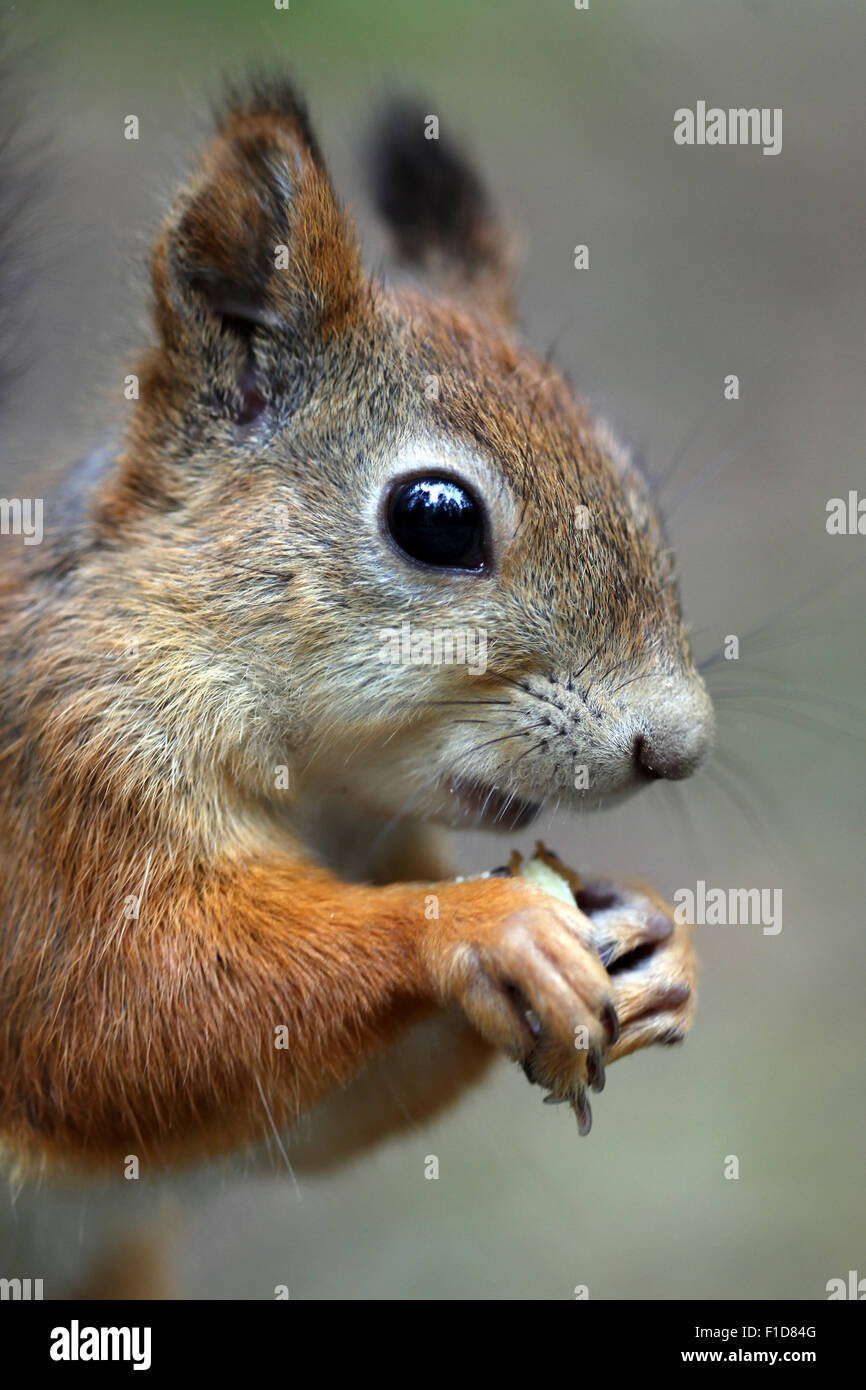 European red squirrel Stock Photo - Alamy