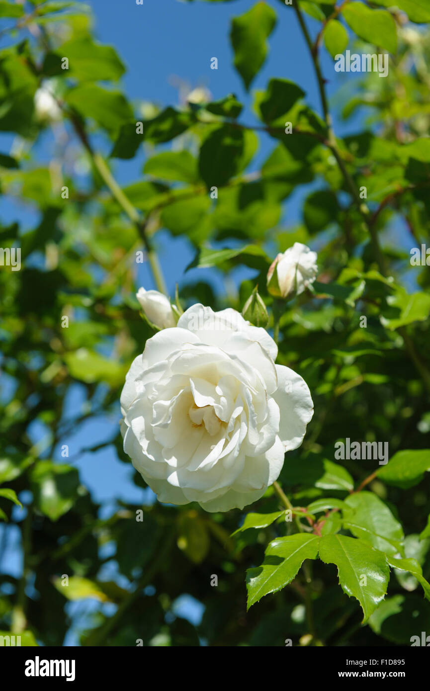 Iceberg rose hi-res stock photography and images - Alamy