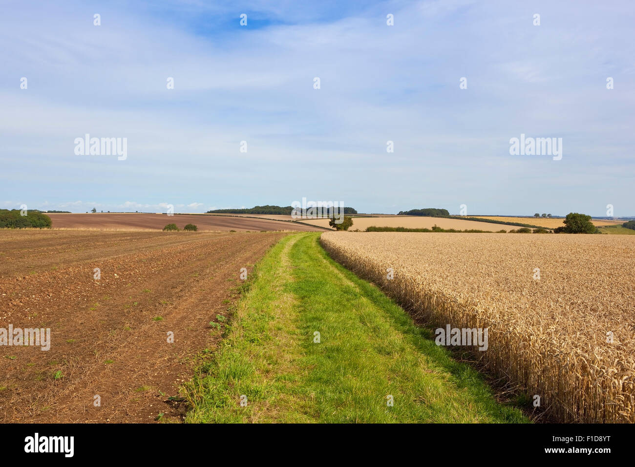 A grassy farm track, part of the Wolds way long distance footpath in ...