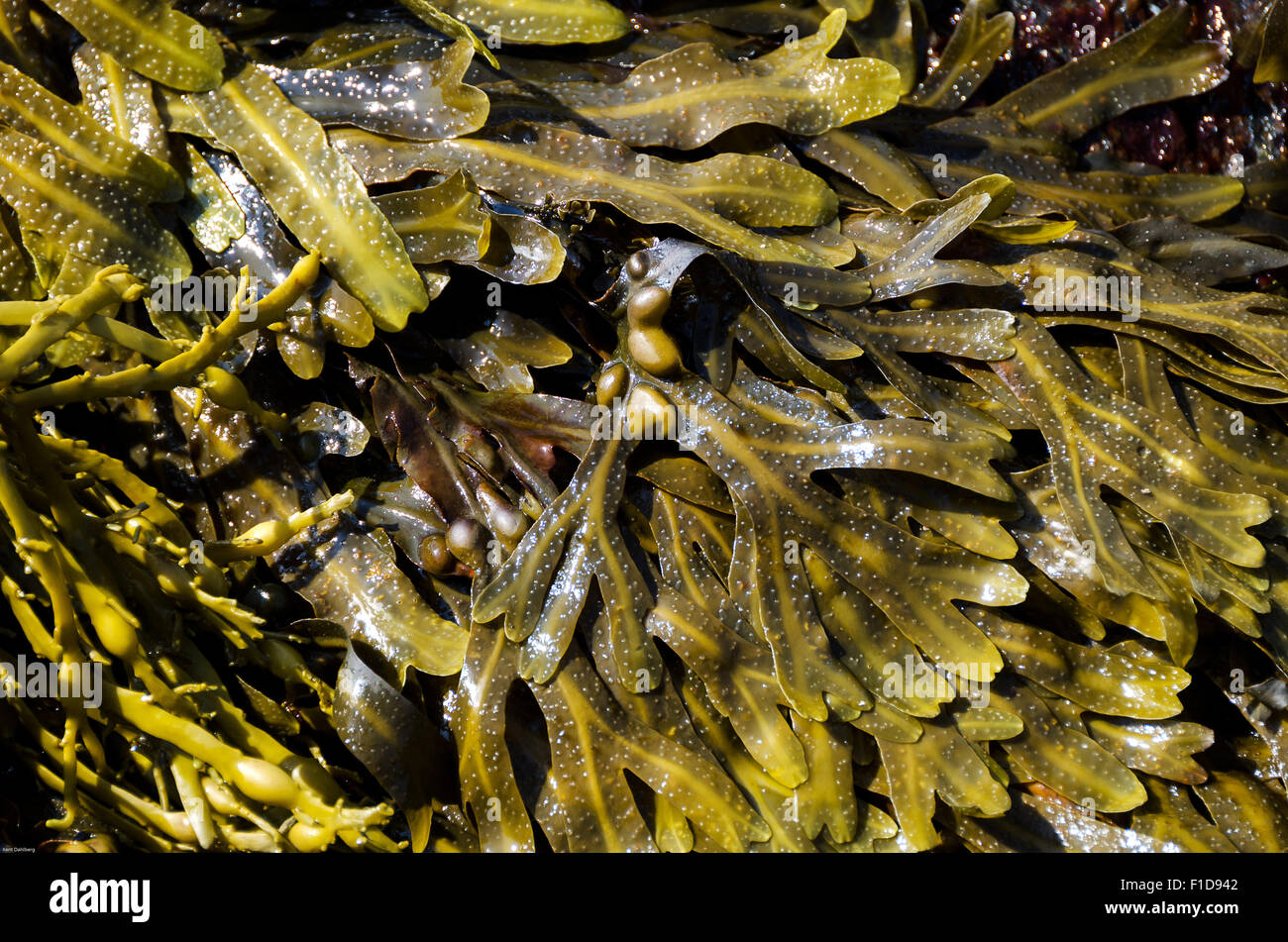 Tangled seaweed hi-res stock photography and images - Alamy