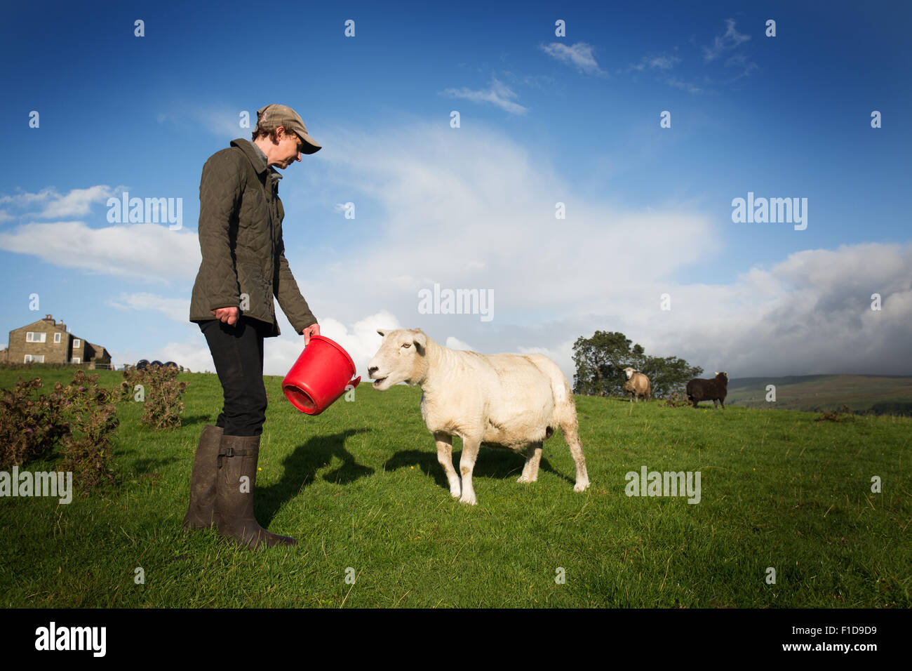 Adele Chambers feeds her sheep on her farm in Bainbridge, North ...