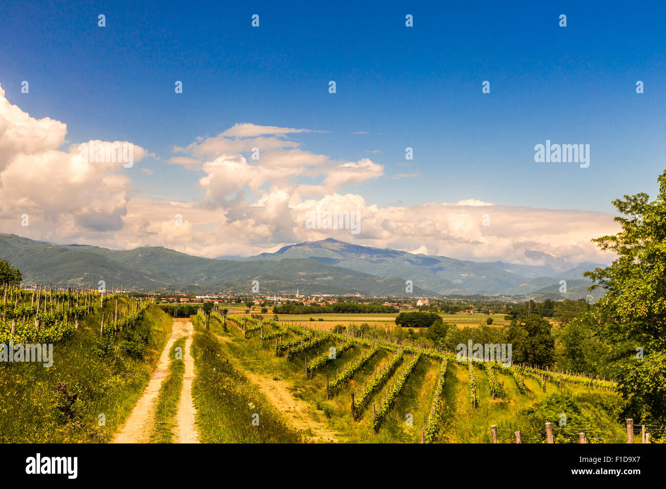 grapevine cultivation in the italian countryside in a stormy summer day ...