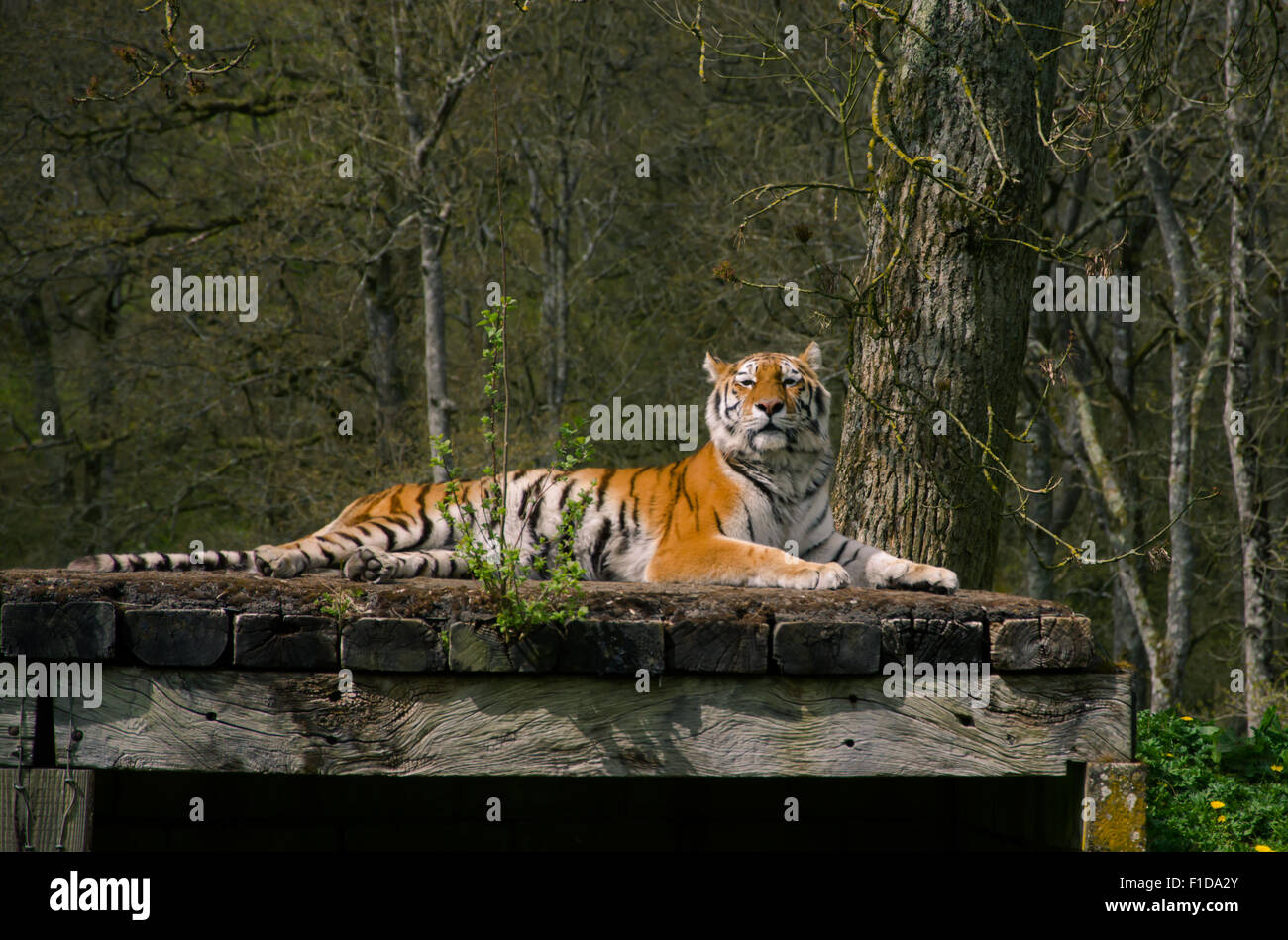 Tiger, resting tiger, jungle Stock Photo - Alamy