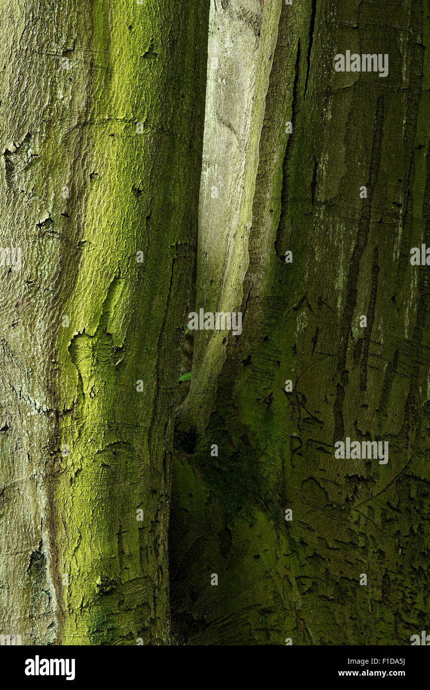 Detail of a mature Beech tree growing on the slopes of The Wrekin ...