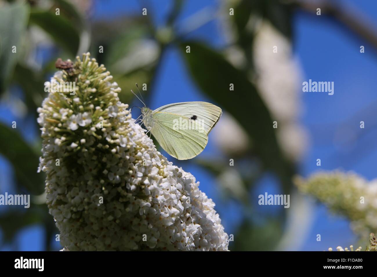 White buddleia hi-res stock photography and images - Alamy