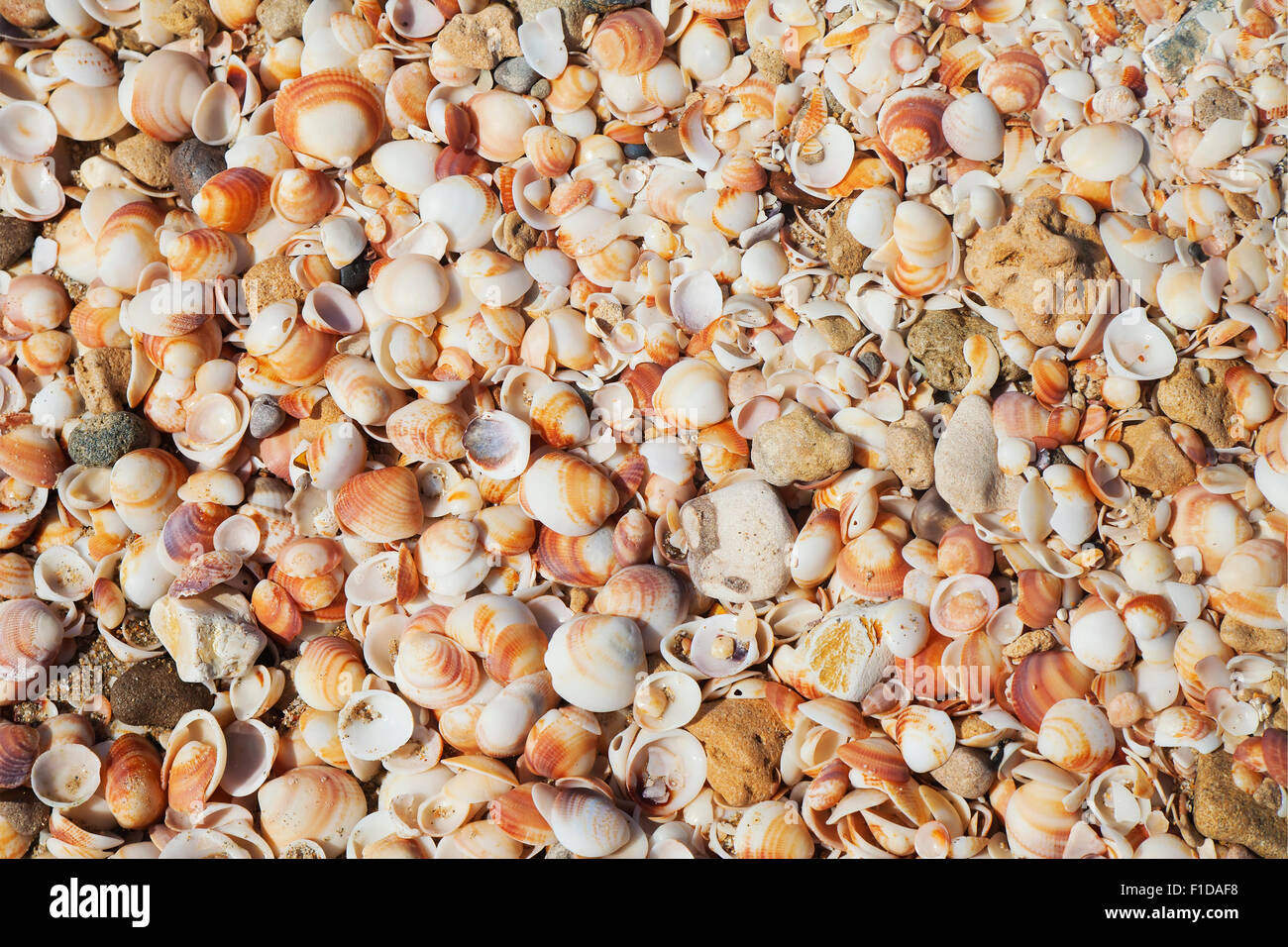 Closeup shells hi-res stock photography and images - Alamy