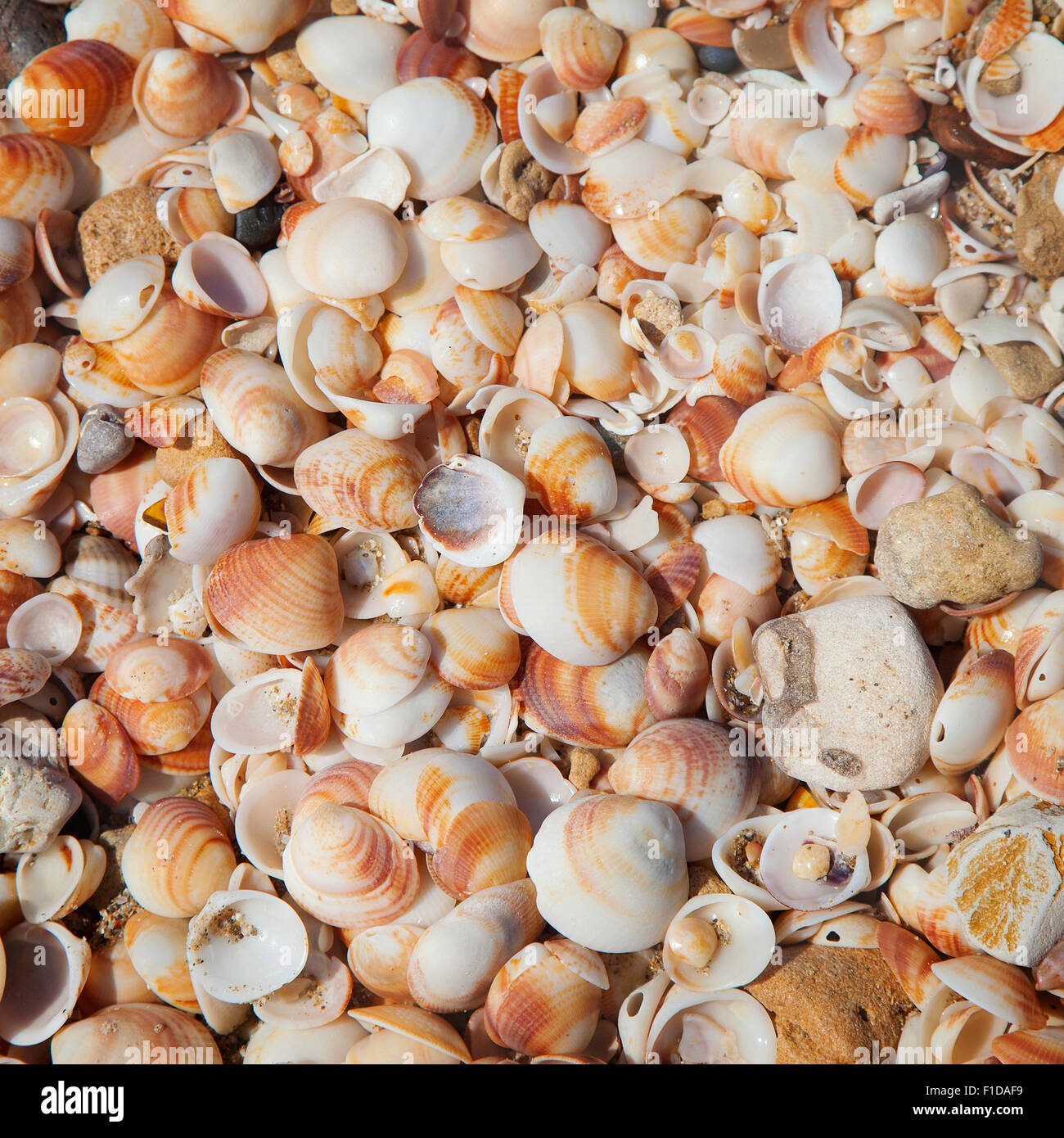 Square texture with sea shells and small rocks Stock Photo - Alamy