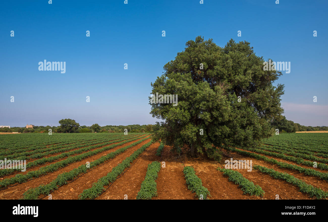 Old olive tree in a field, Puglia, Italy Stock Photo - Alamy