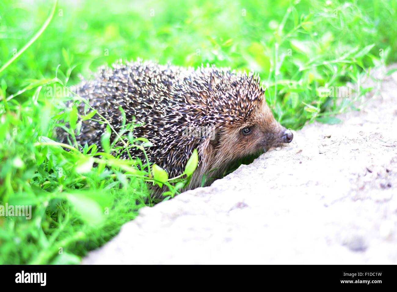 Young hedgehog in natural habitat Stock Photo - Alamy