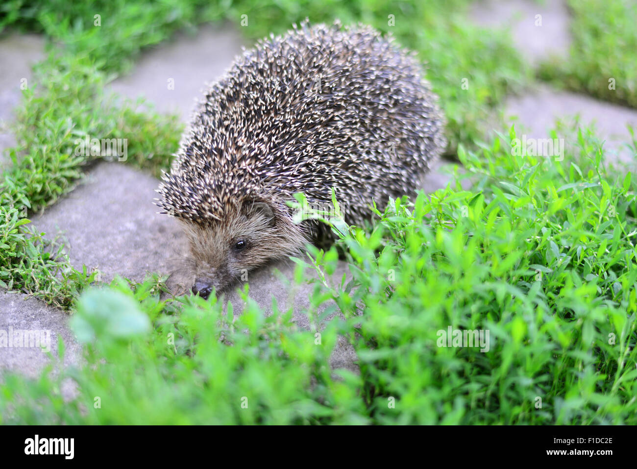 Young hedgehog in natural habitat Stock Photo - Alamy