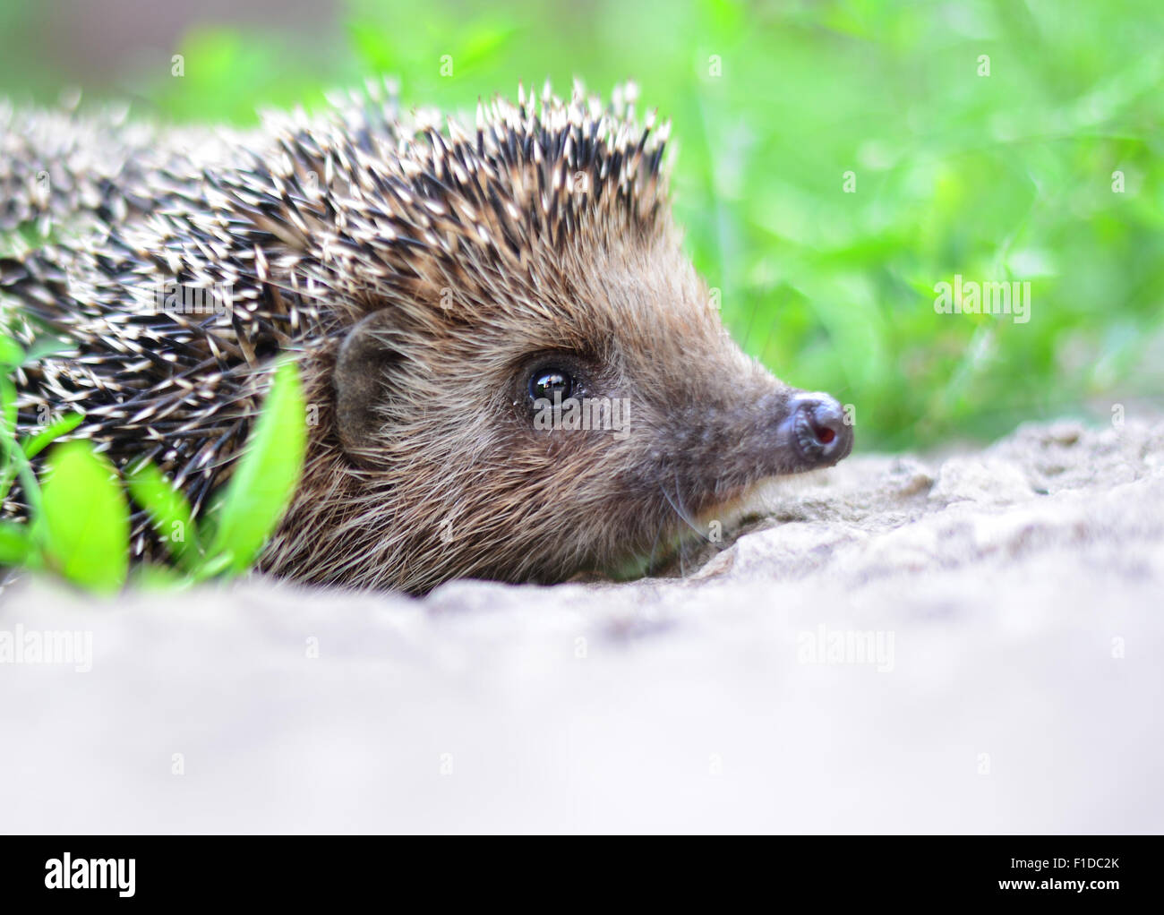 Young hedgehog in natural habitat Stock Photo - Alamy