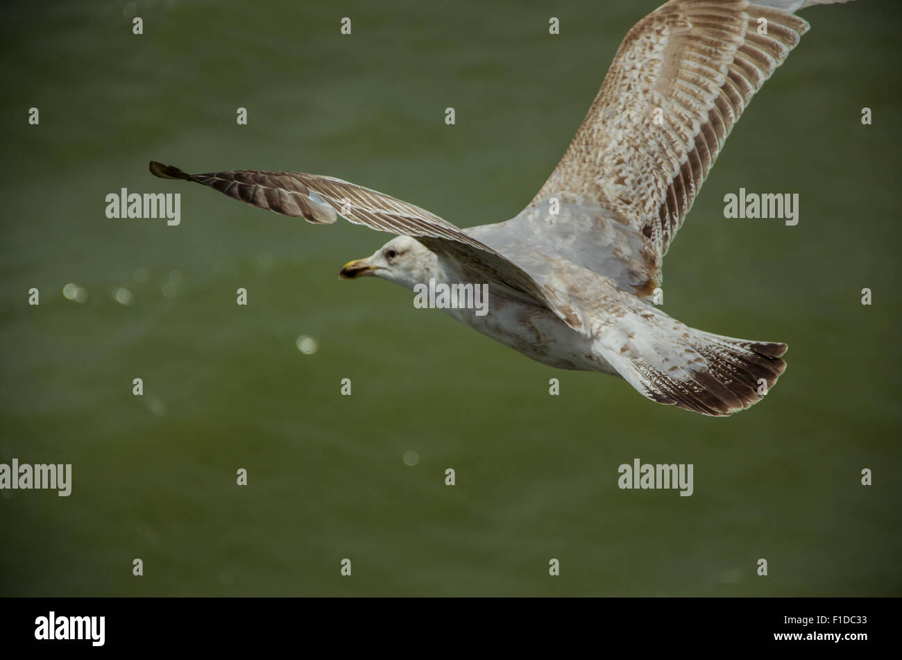 Seagull bird flying near beach, bird, water, flying, water bird Stock ...