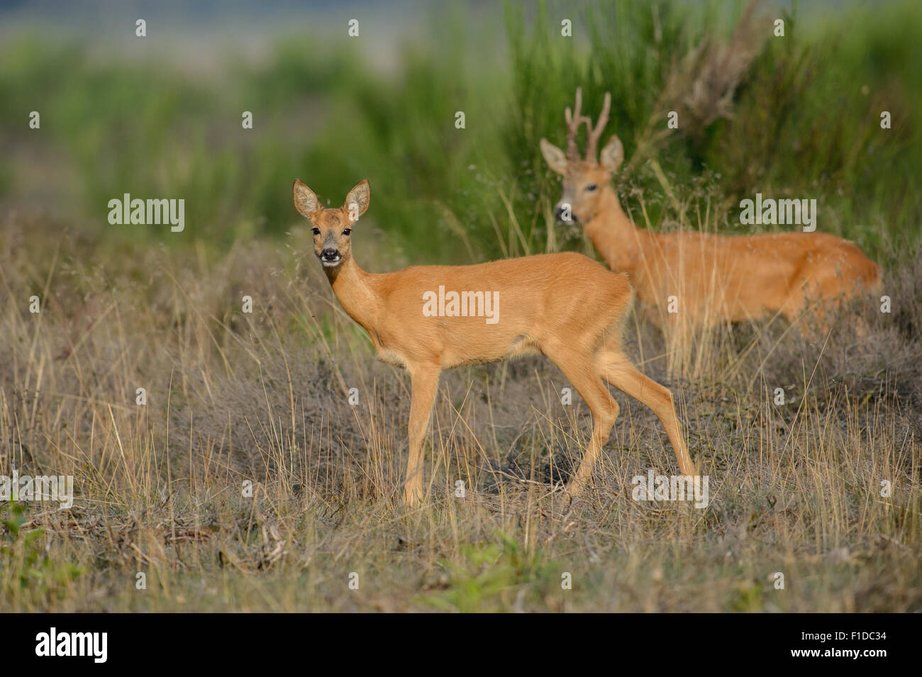 Pair of Roe Deer during mating season Stock Photo - Alamy