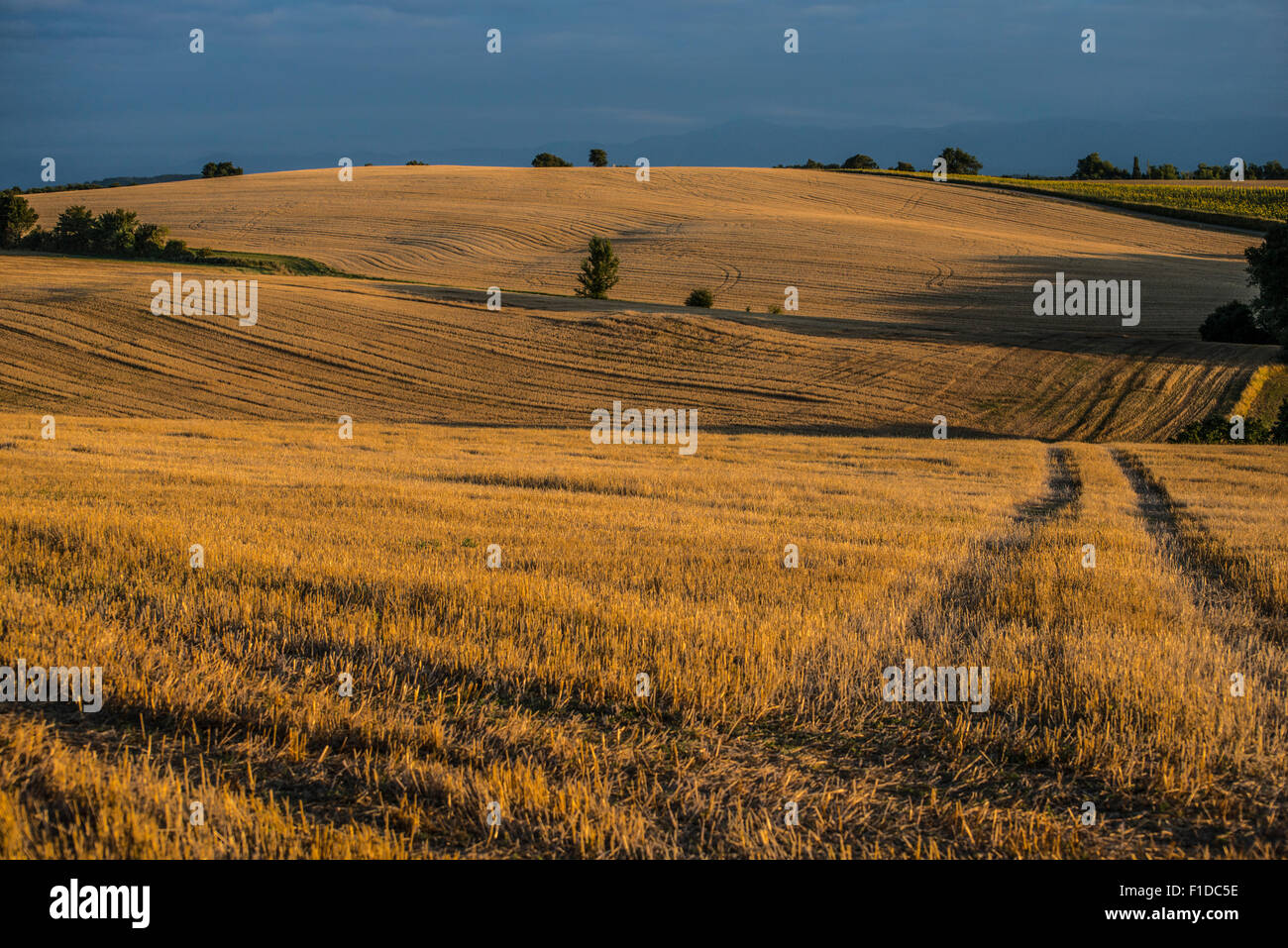 cut corn field, France Stock Photo - Alamy
