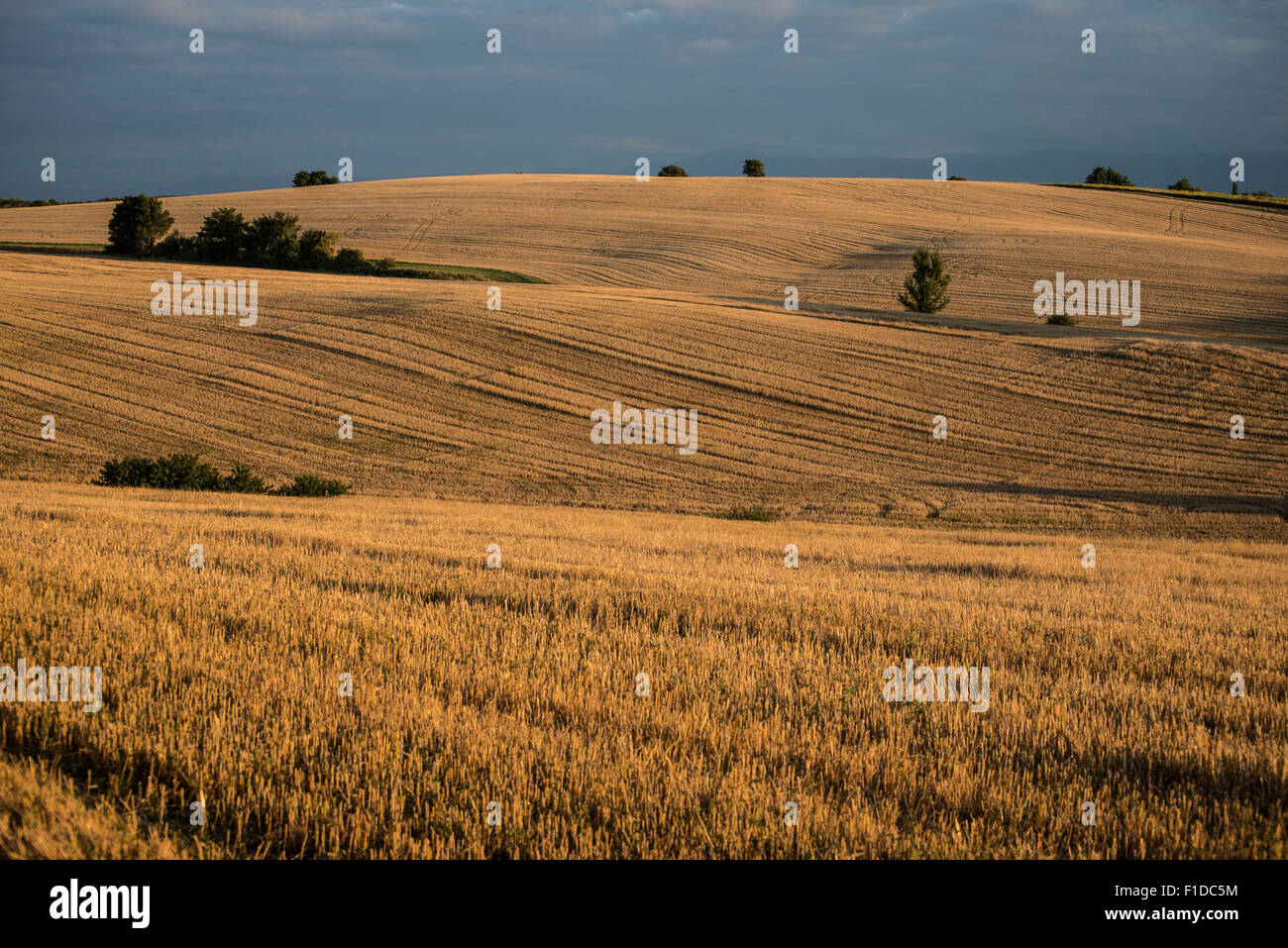 cut corn field, France Stock Photo - Alamy