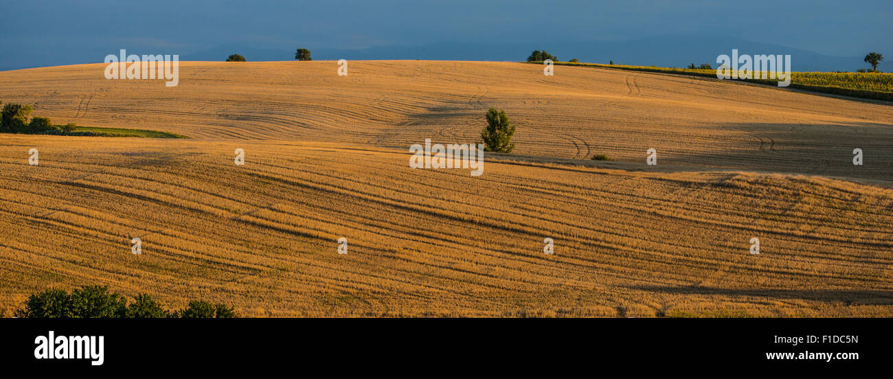cut corn field, France Stock Photo - Alamy