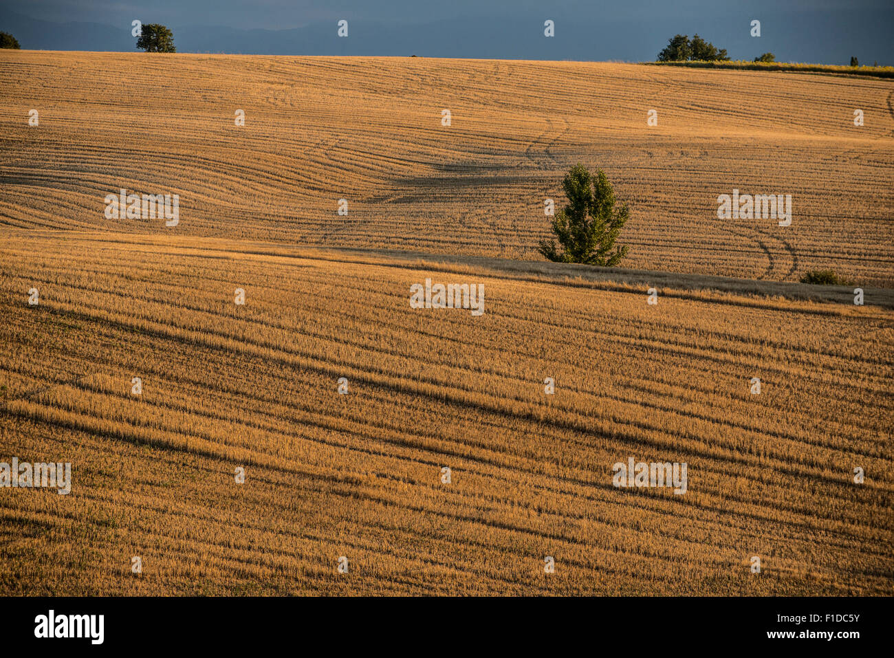 cut corn field, France Stock Photo - Alamy