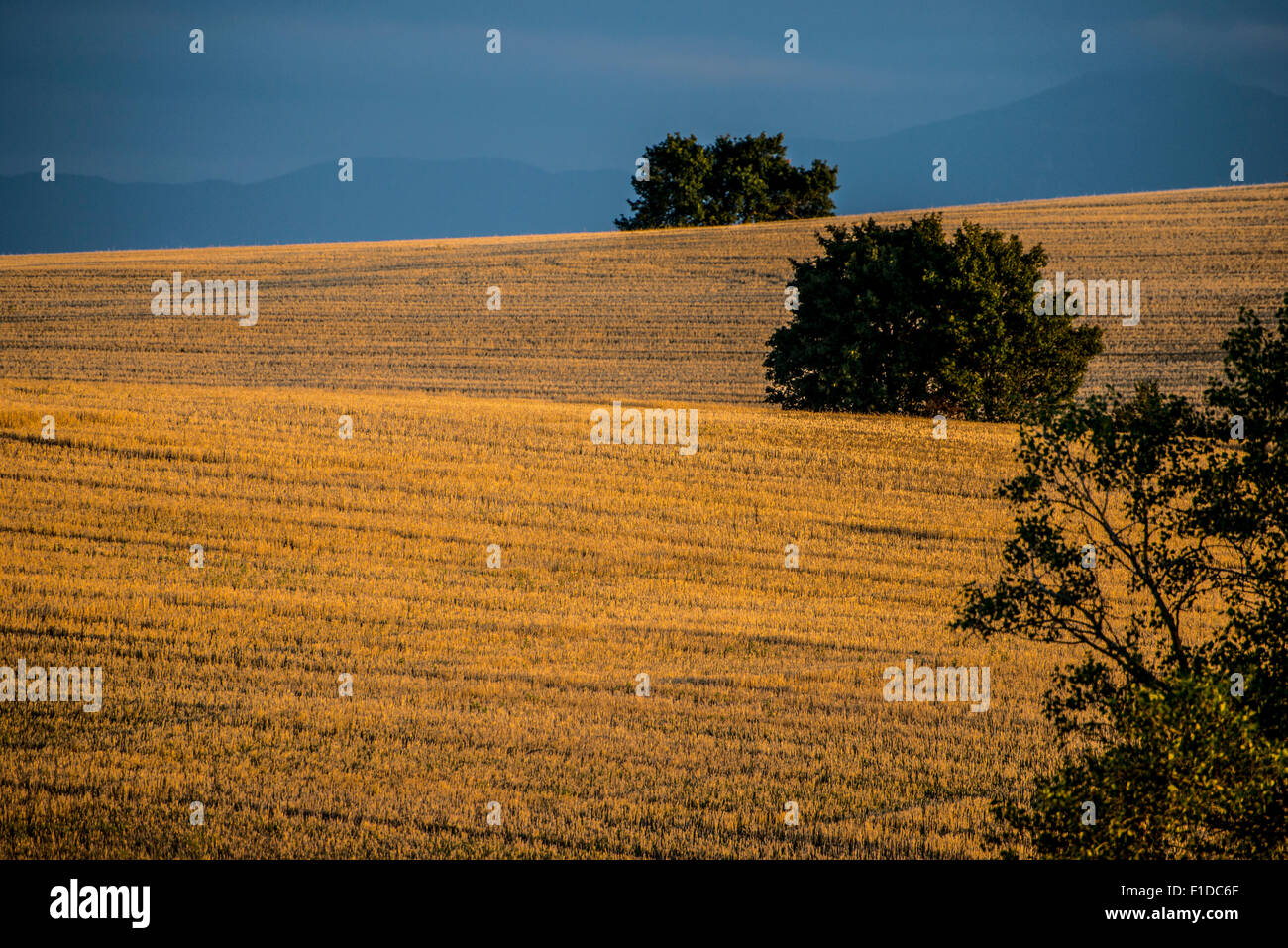 cut corn field, France Stock Photo - Alamy