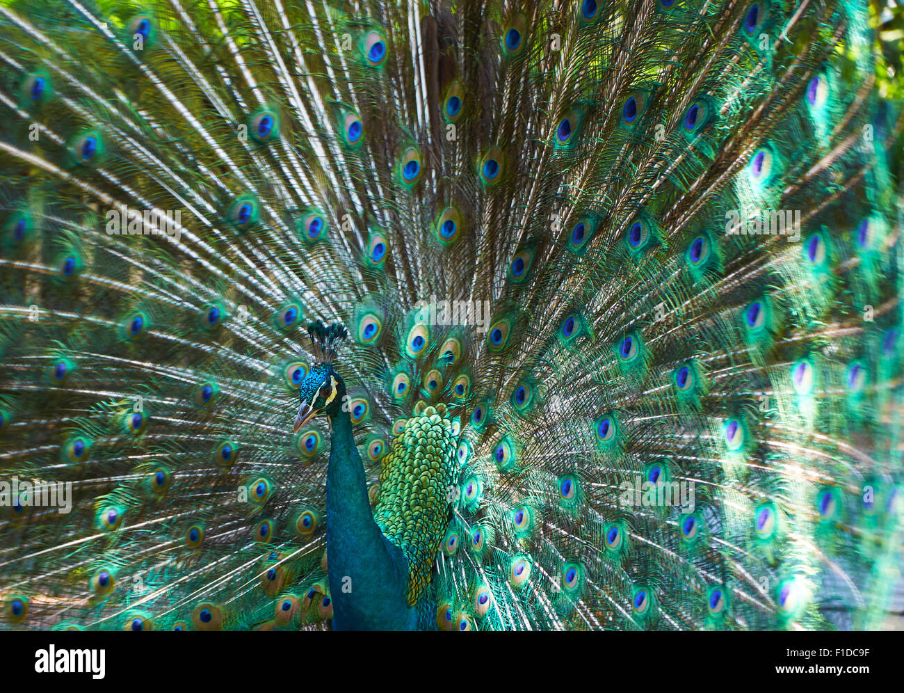 Peacock with beautiful colorful tail Stock Photo - Alamy