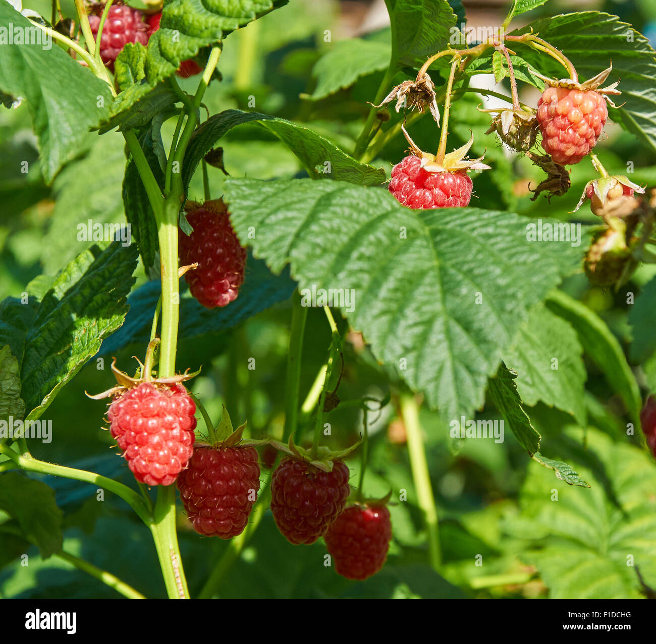 Several ripe red raspberries growing Stock Photo - Alamy