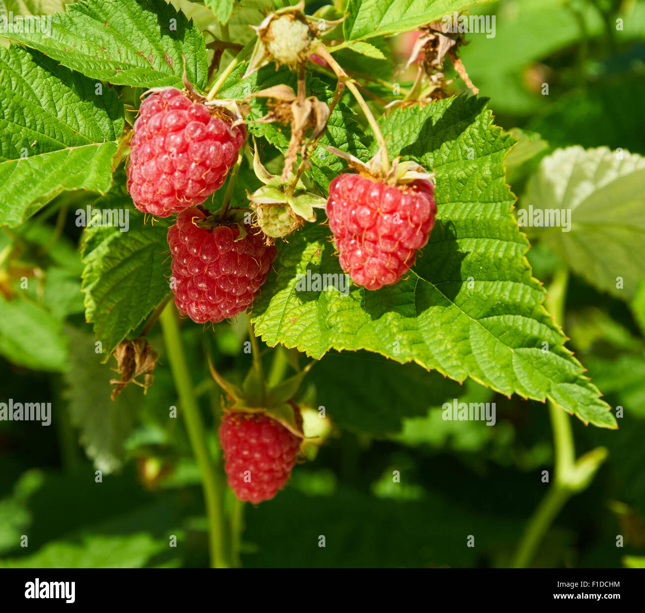 Several ripe red raspberries growing Stock Photo - Alamy