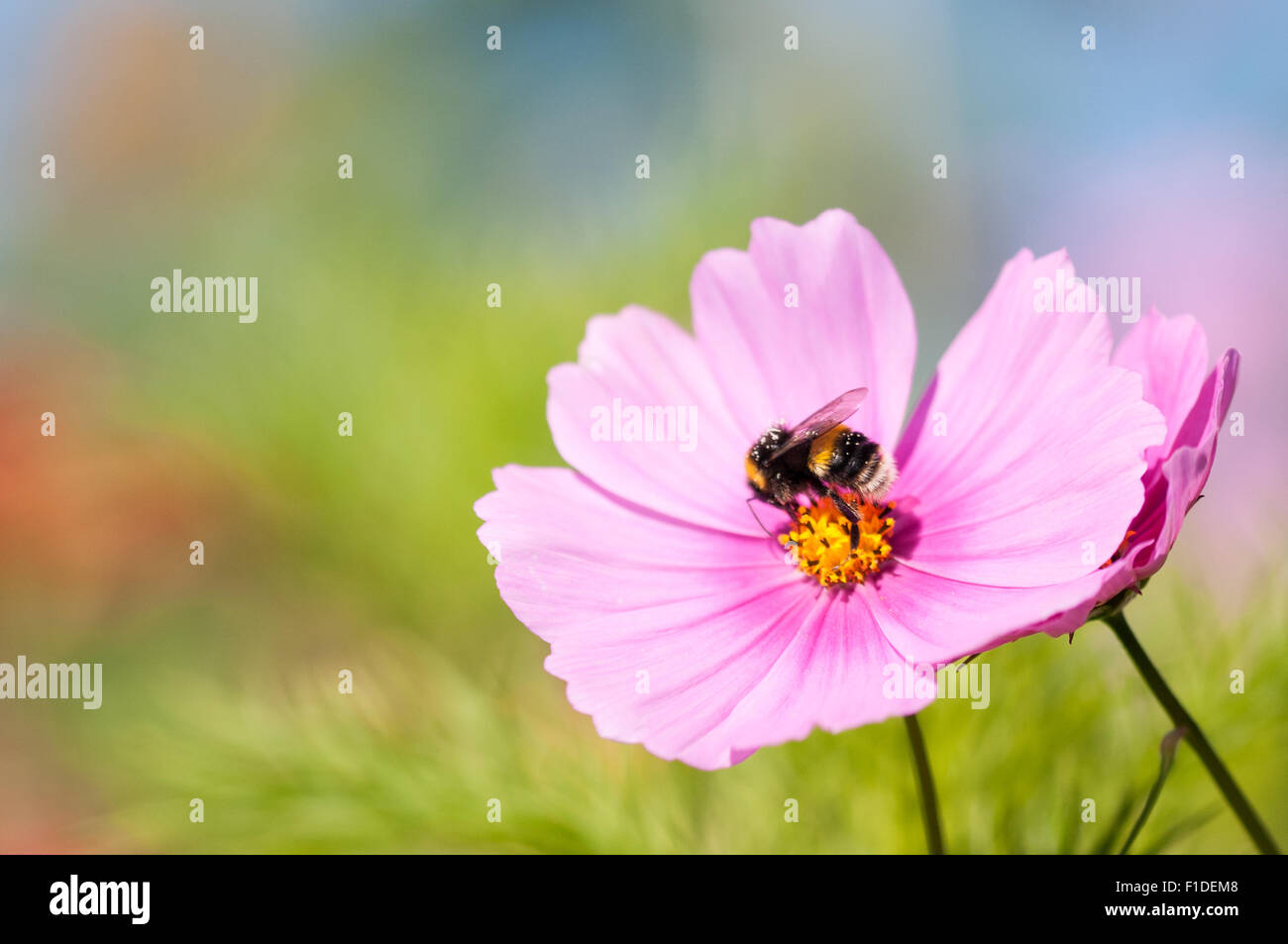 Invasive pink flower hi-res stock photography and images - Alamy