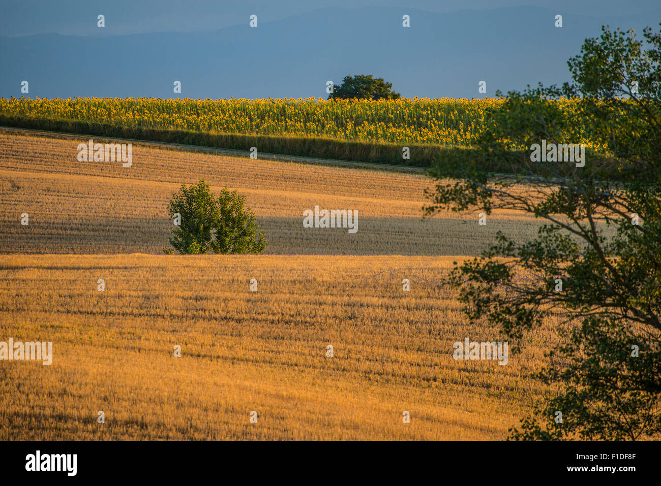 Cut corn field hi-res stock photography and images - Alamy