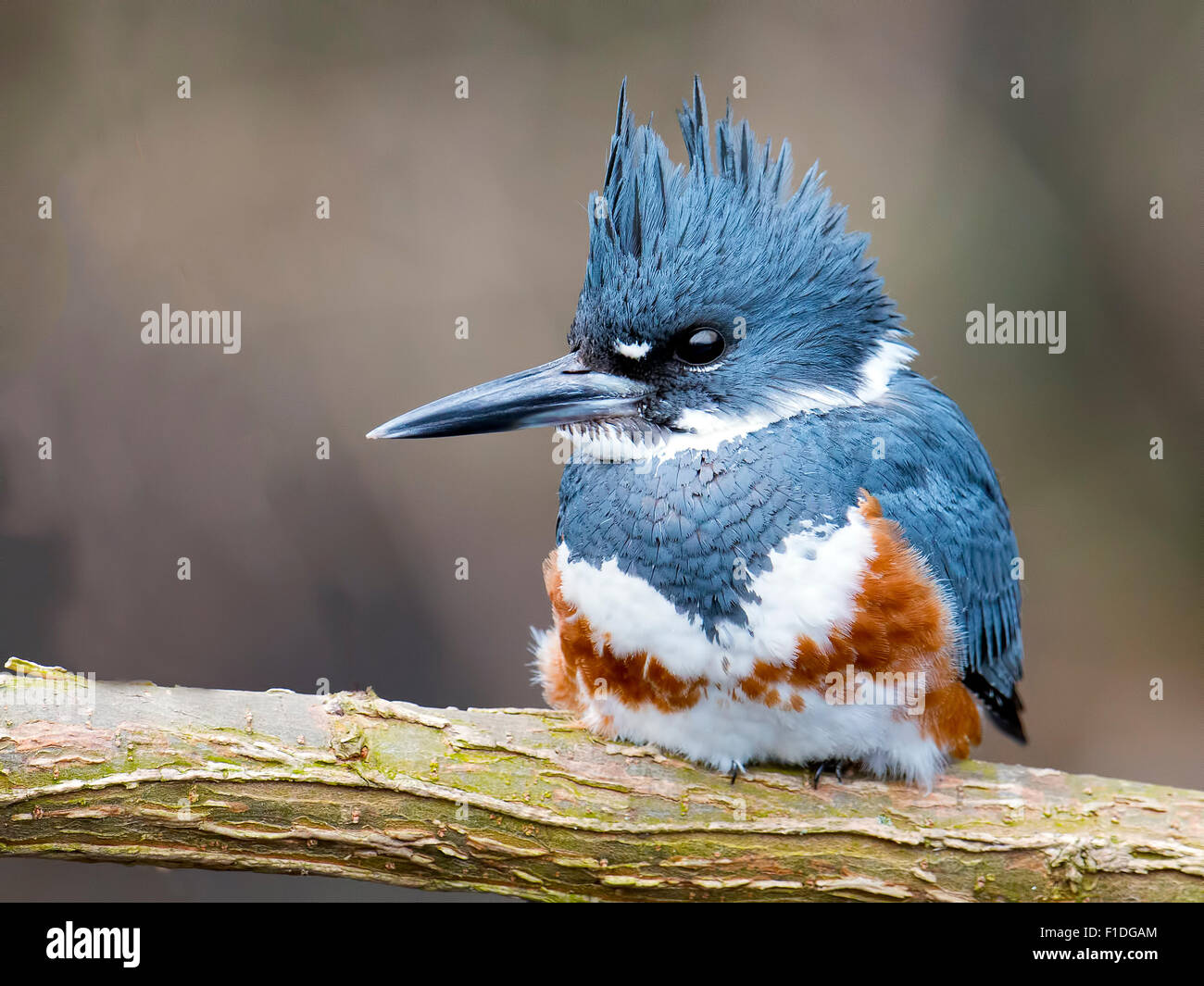 Kingfisher hi-res stock photography and images - Alamy