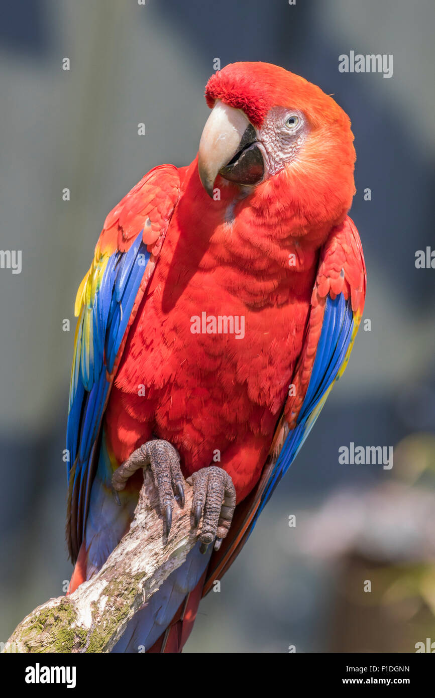 Portrait of a colorful Scarlet Macaw parrot Stock Photo - Alamy