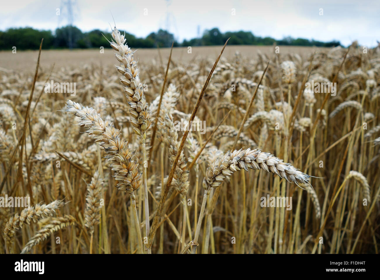 Damp Wet Conditions High Resolution Stock Photography and Images - Alamy
