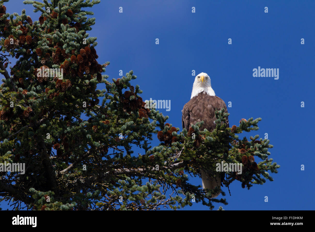Bald eagle in pine tree hi-res stock photography and images - Alamy