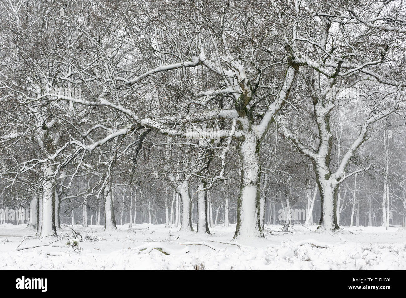 White Oak Trees in a snow storm, December 2014 on The Veluwe ...
