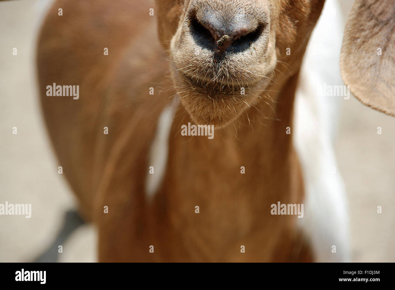 Up close and personal - mouth and nose of a curious goat at ...