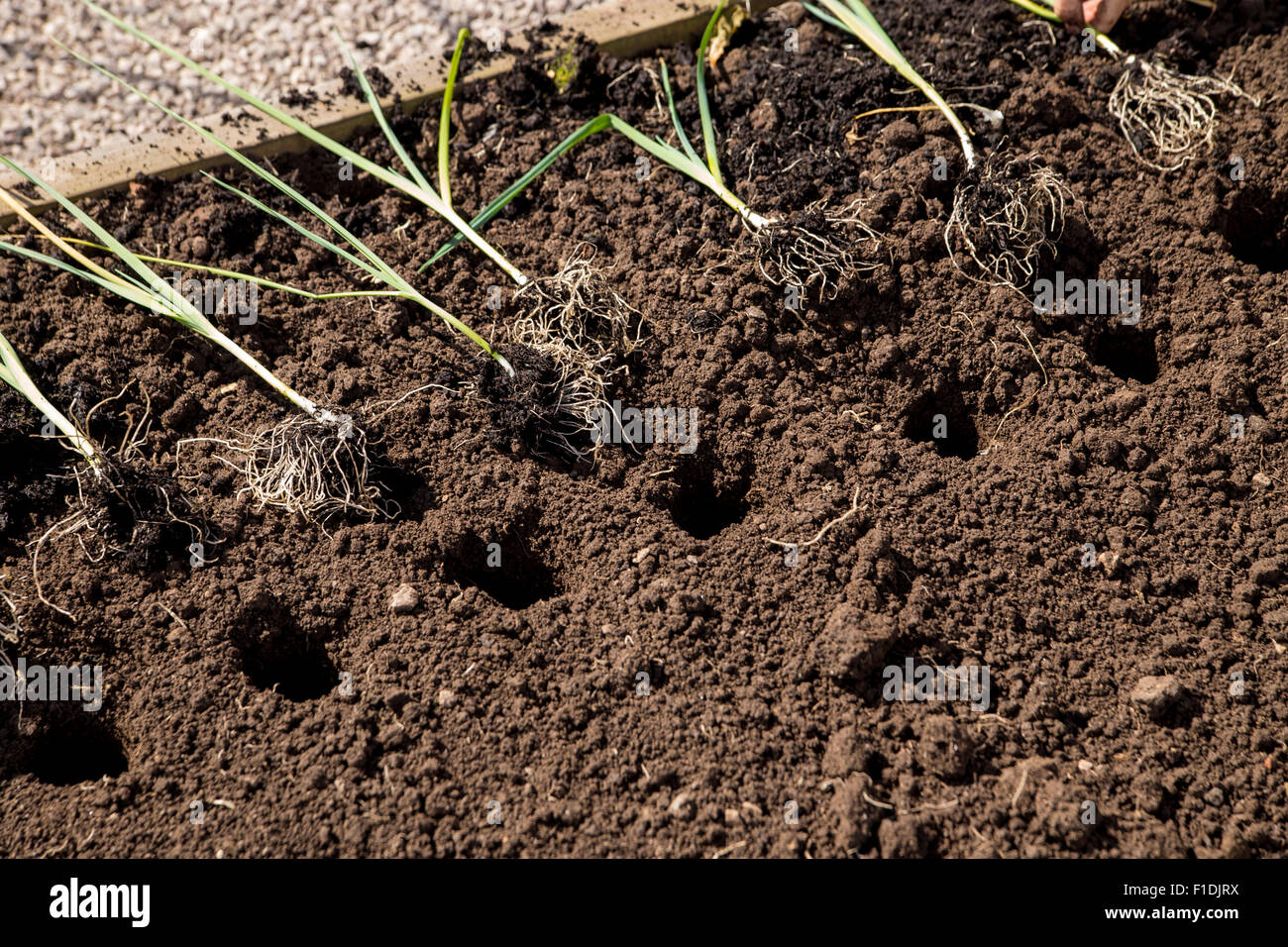 Small leek plants being planted on into larger holes in raised beds ...