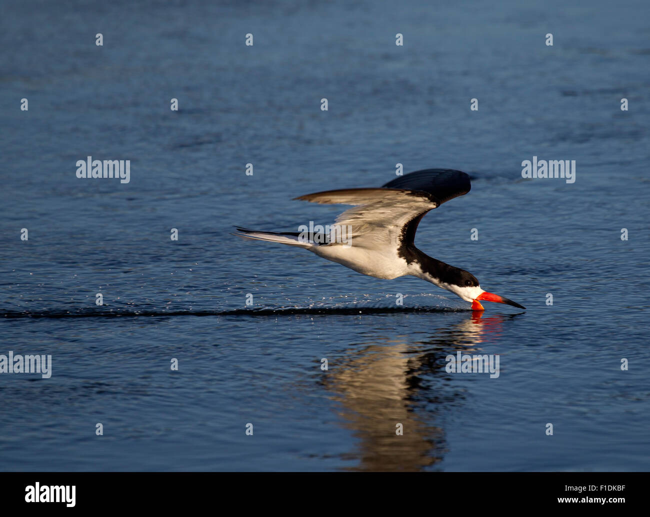 Black Skimmer Skimming Stock Photo - Alamy