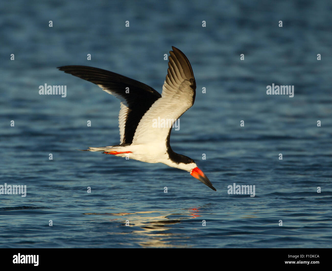 Black Skimmer Skimming Stock Photo - Alamy