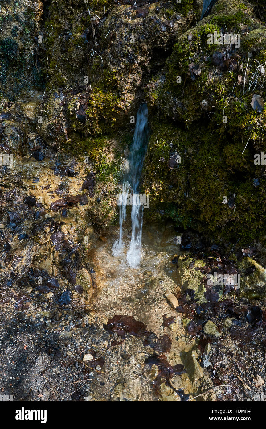 Water sprinkling on moss hi-res stock photography and images - Alamy