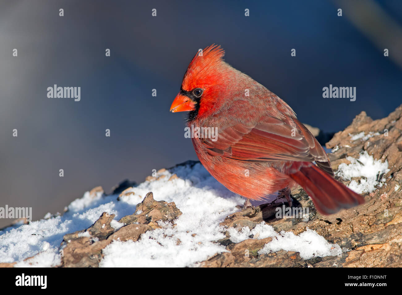 Red Cardinal Snow High Resolution Stock Photography and Images - Alamy