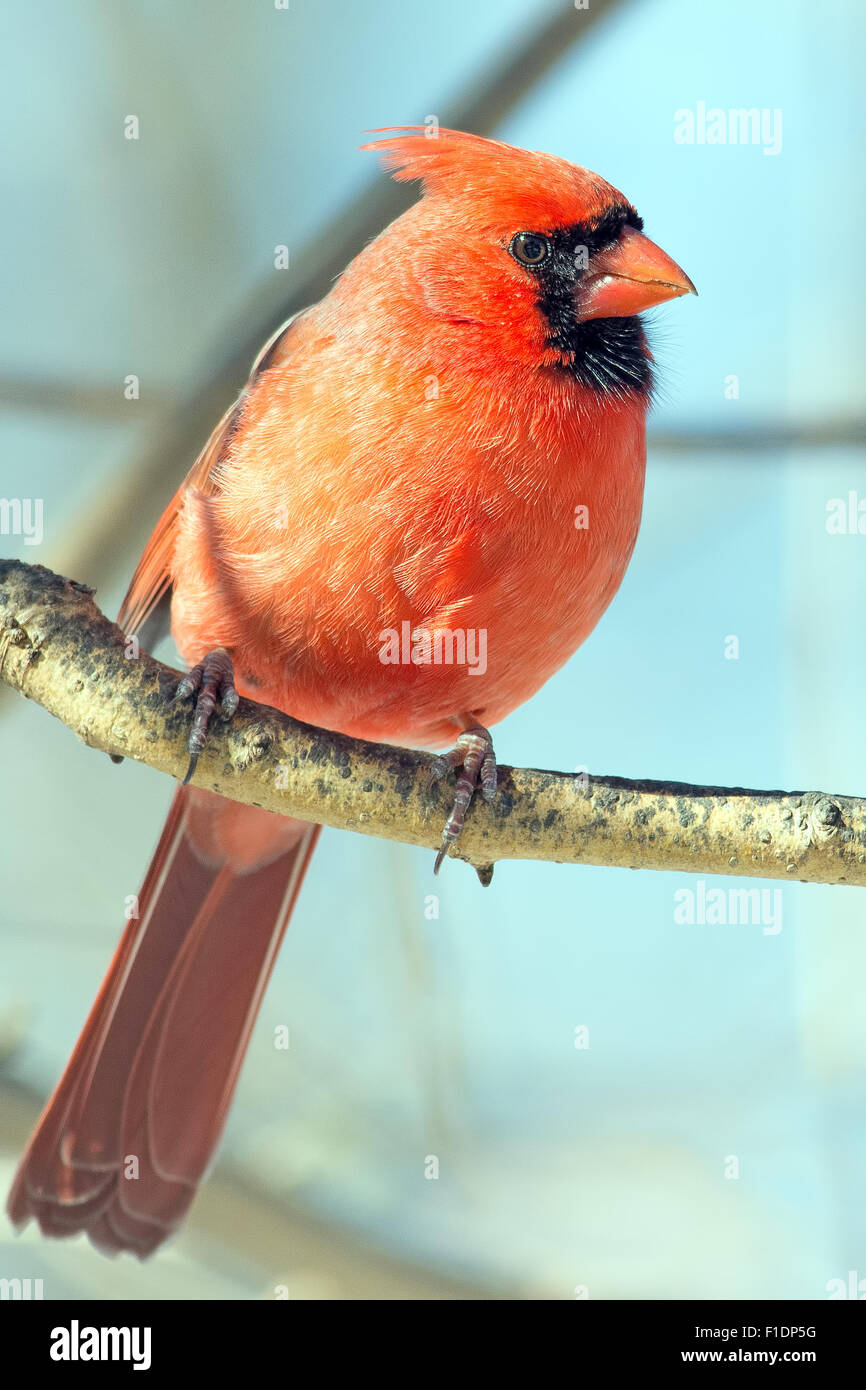 Male Northern Cardinal sitting on a Branch Stock Photo - Alamy